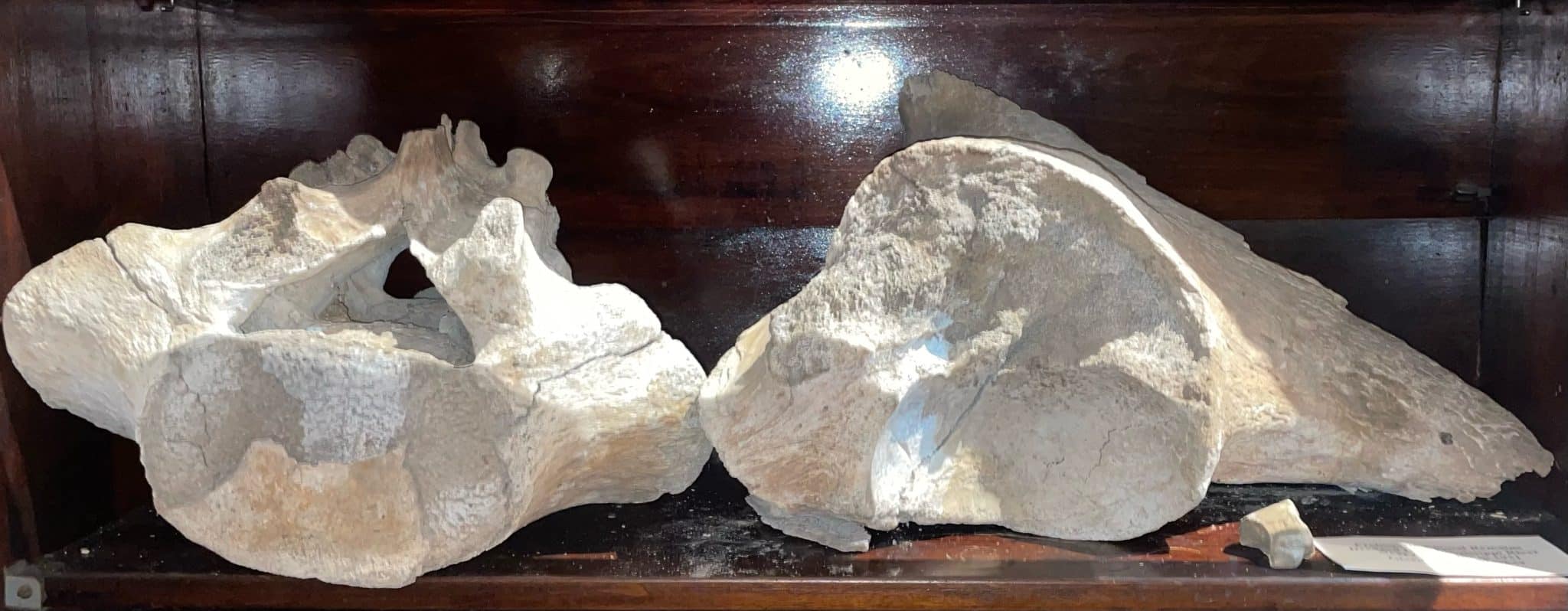 Our Land Before Time - Mastodon Bones found in Vicksburg - Vicksburg ...