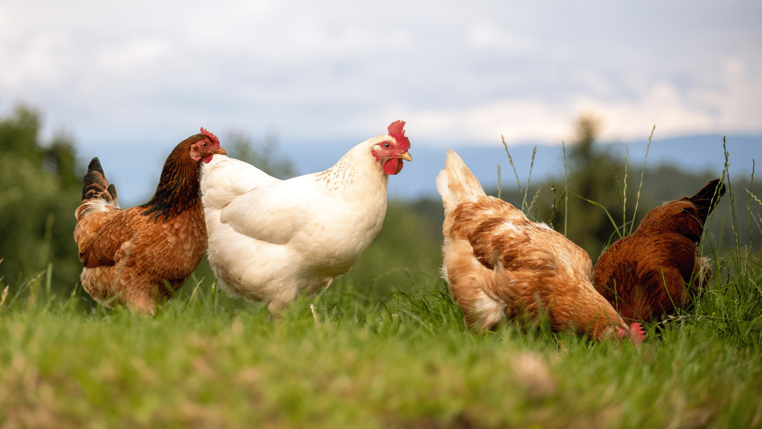 CDC Confirms First Severe H5N1 Bird Flu Case in U.S. Hospitalizes ...
