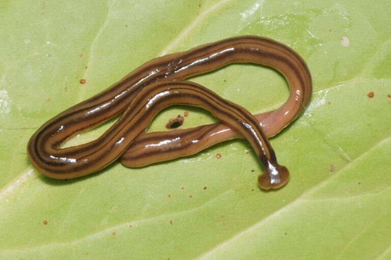 Invasive worms found in Warren County - Vicksburg Daily News